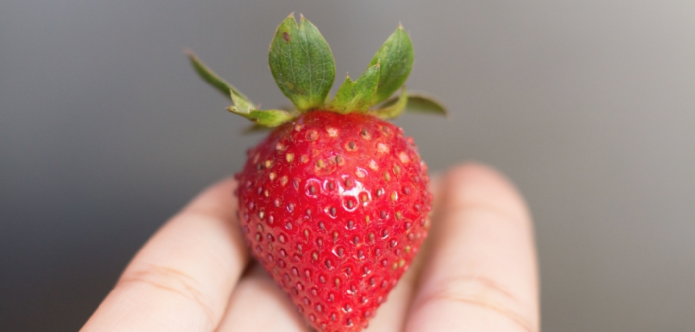 10 Orlando Food Events In March Edible Orlando 10-orlando-food-events-in-march-edible-orlando